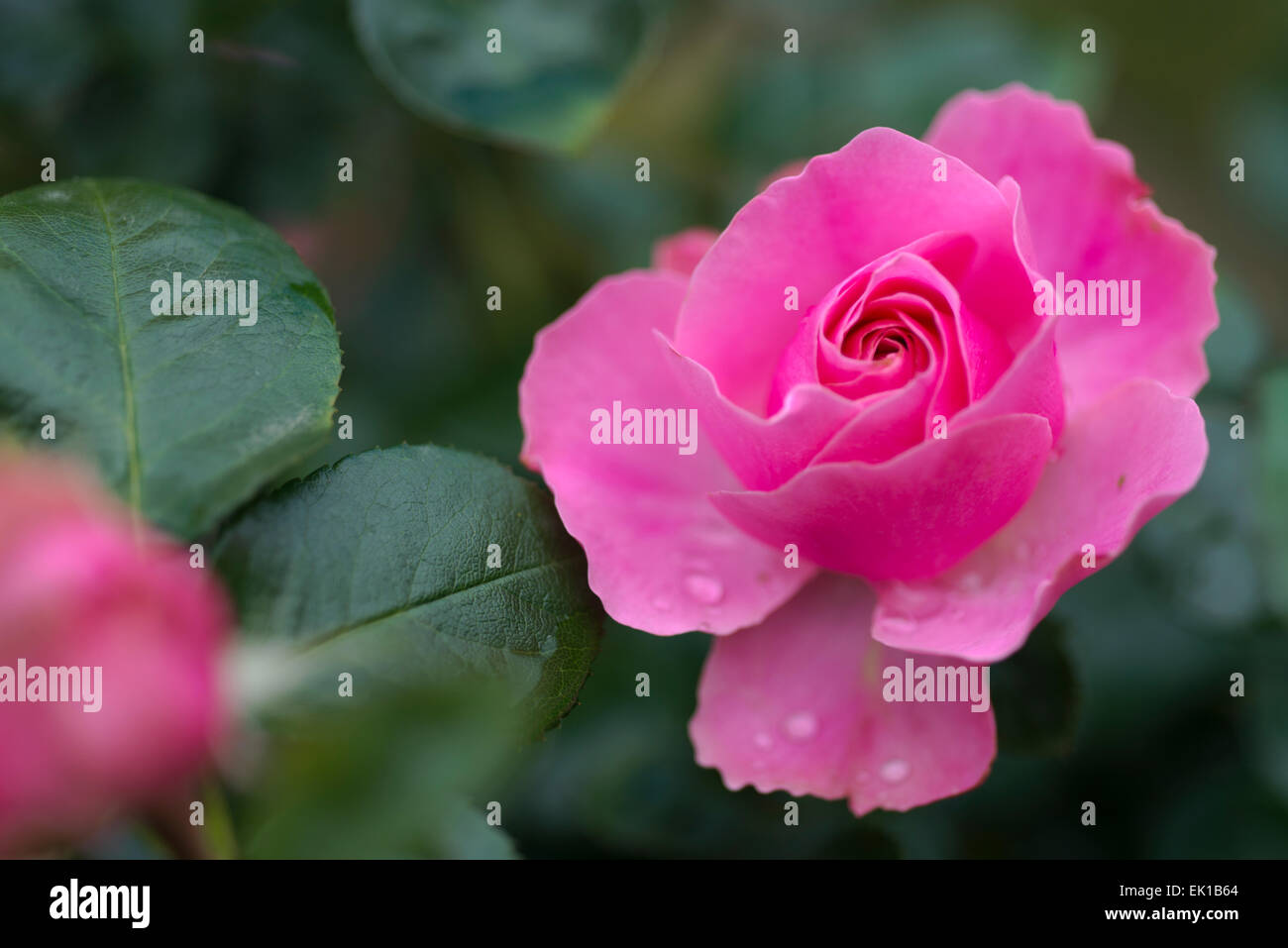 Rosa Leonardo da Vinci Stock Photo - Alamy