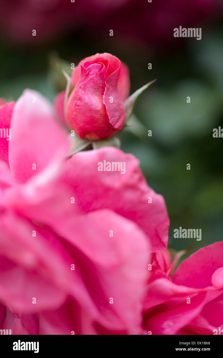Uetersen hi-res stock photography and images - Alamy
