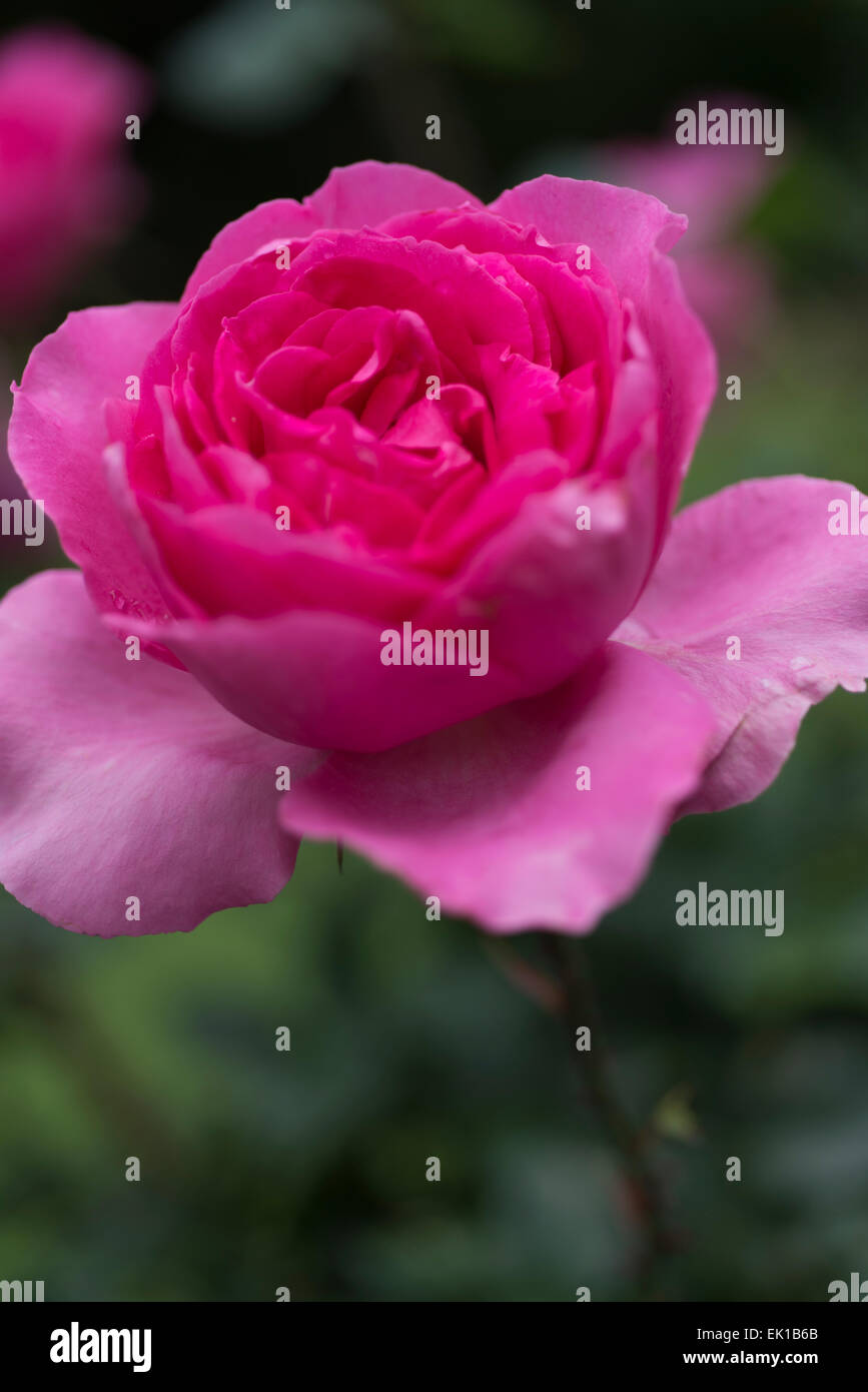 Hot pink rose Cherryade Stock Photo - Alamy