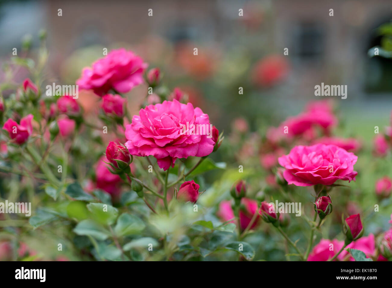 Rose rody hi-res stock photography and images - Alamy