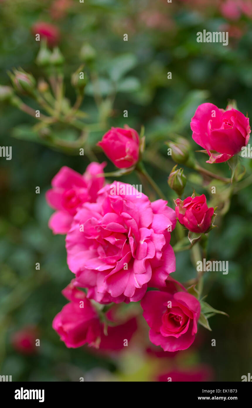 Rose rody hi-res stock photography and images - Alamy