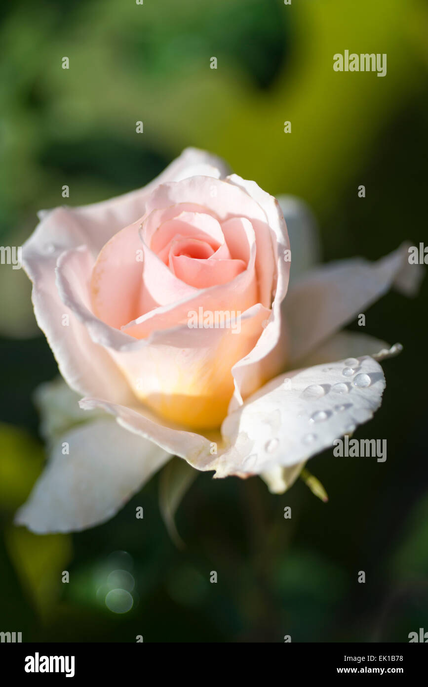 Rose strauss hi-res stock photography and images - Alamy