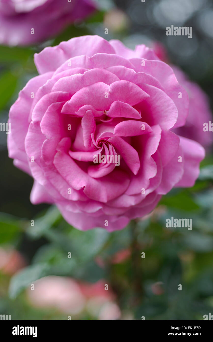 Parme hi-res stock photography and images - Alamy