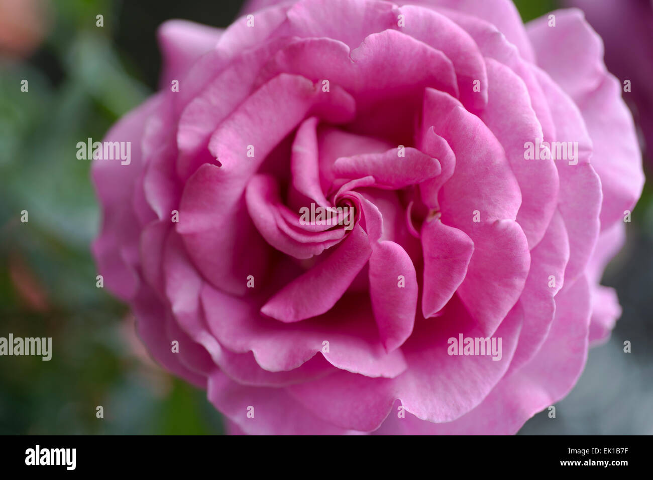 Parme hi-res stock photography and images - Alamy