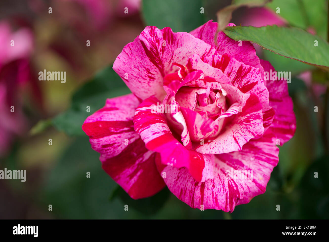 Pink striped rose hi-res stock photography and images - Alamy