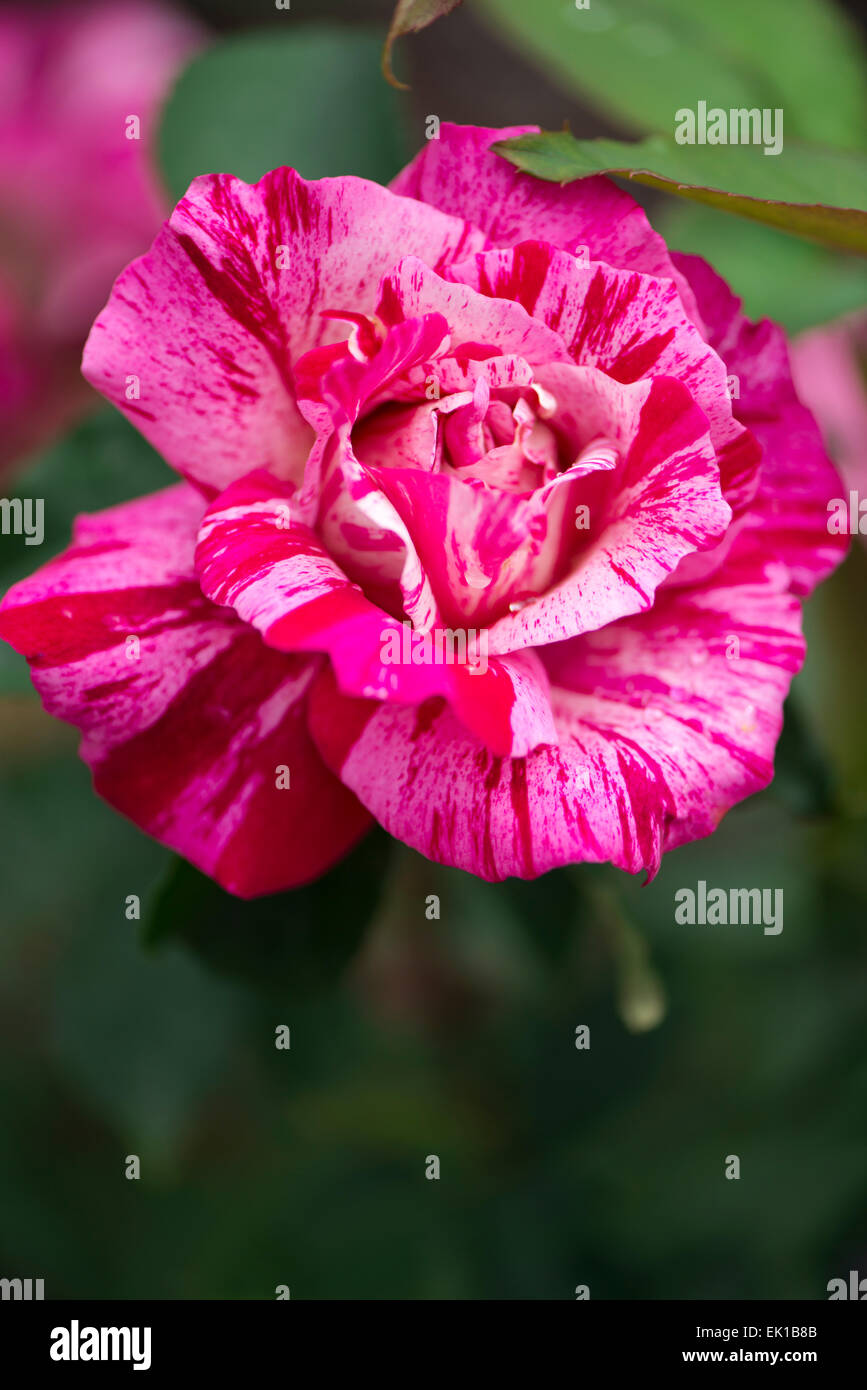 Striped rose hi-res stock photography and images - Alamy