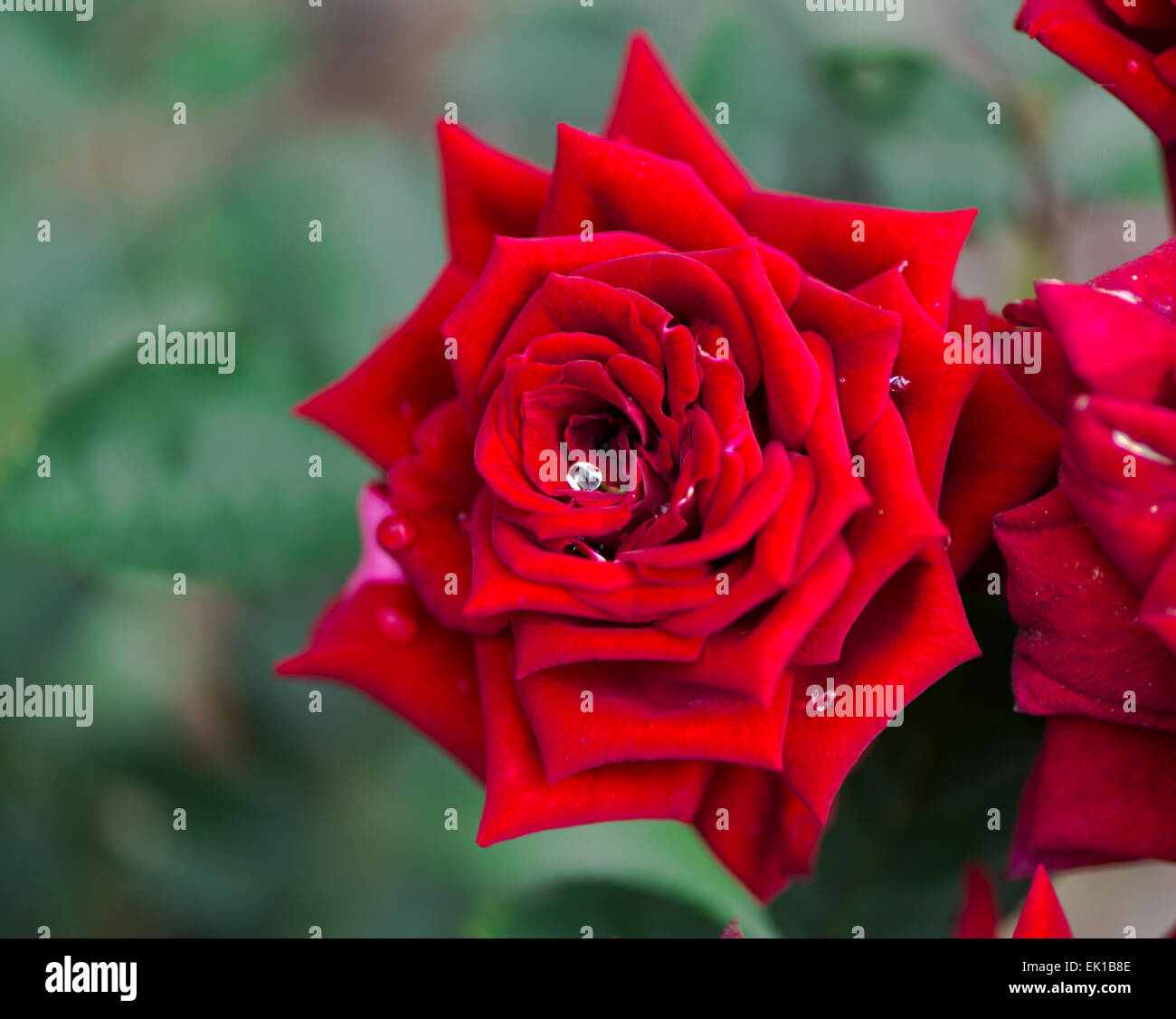 Red Japanese rose Noir Stock Photo - Alamy