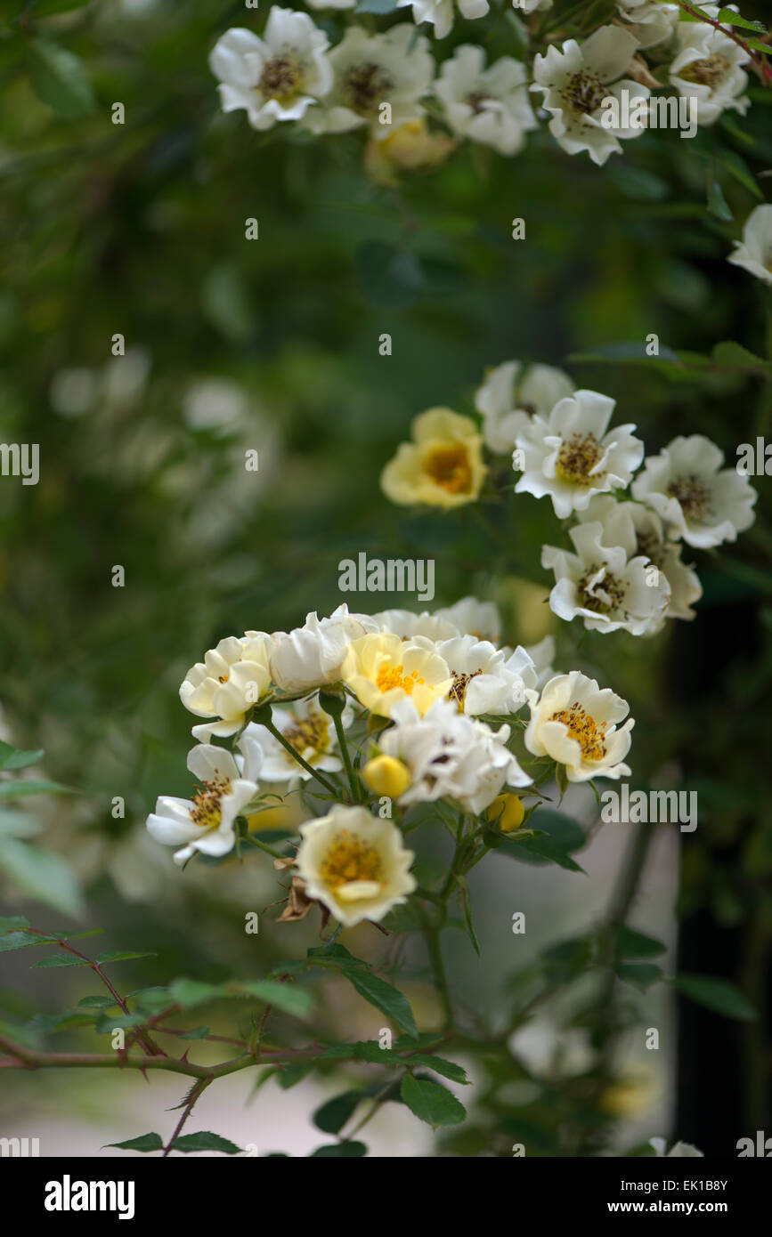 White Japanese Rose Ama No Gawa Stock Photo - Alamy