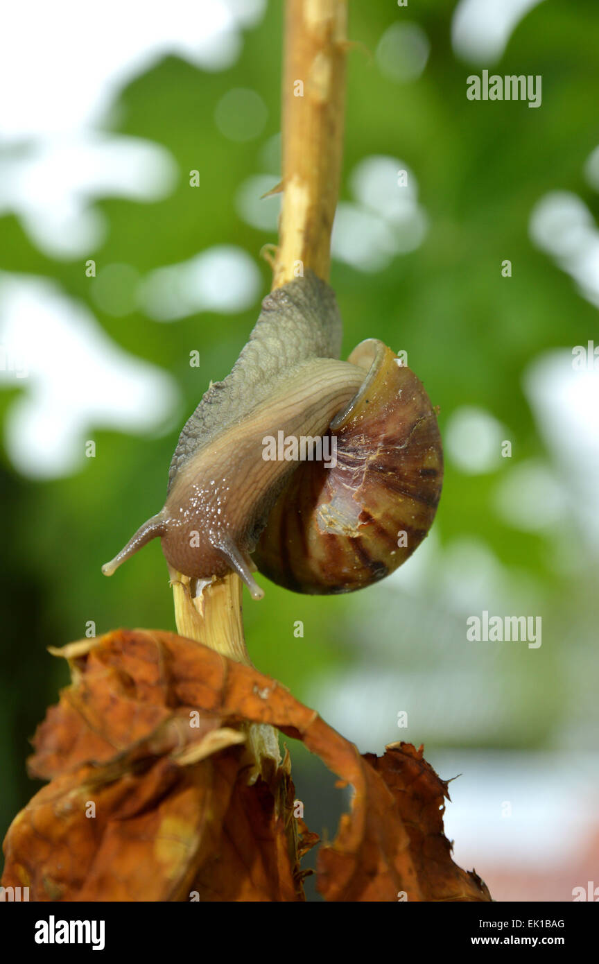 Snail on the leaf stalk Stock Photo - Alamy