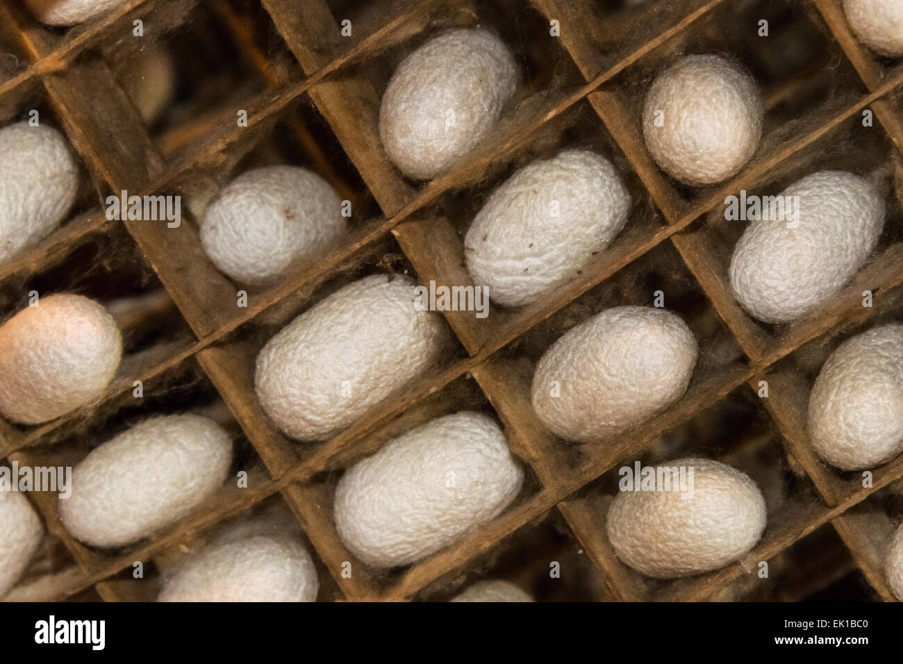 Raising silkworms in the attic of a Gassho-zukuri house, Ainokura ...