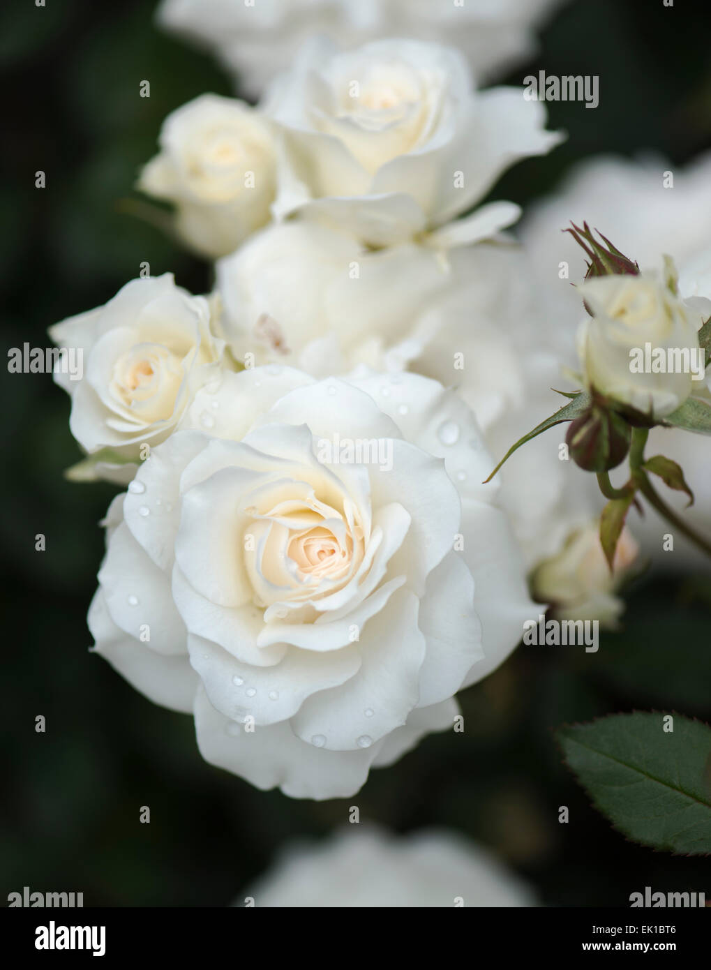 Japanese white rose Shinju-gai Stock Photo - Alamy