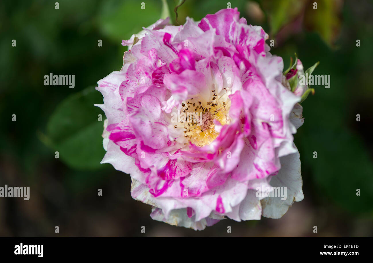 Japanese rose Arc-en-ciel Stock Photo - Alamy