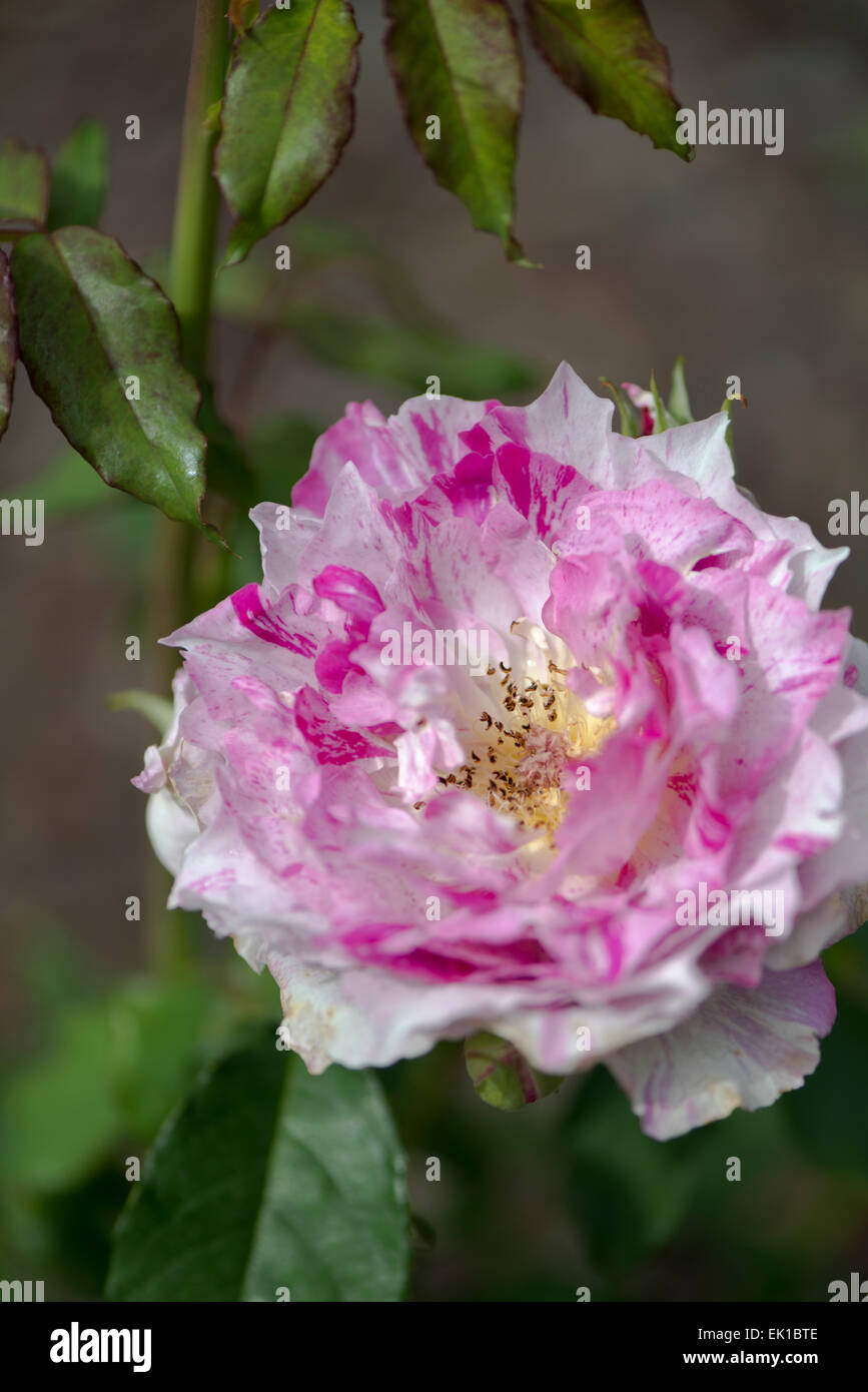 Arc en ciel hi-res stock photography and images - Alamy