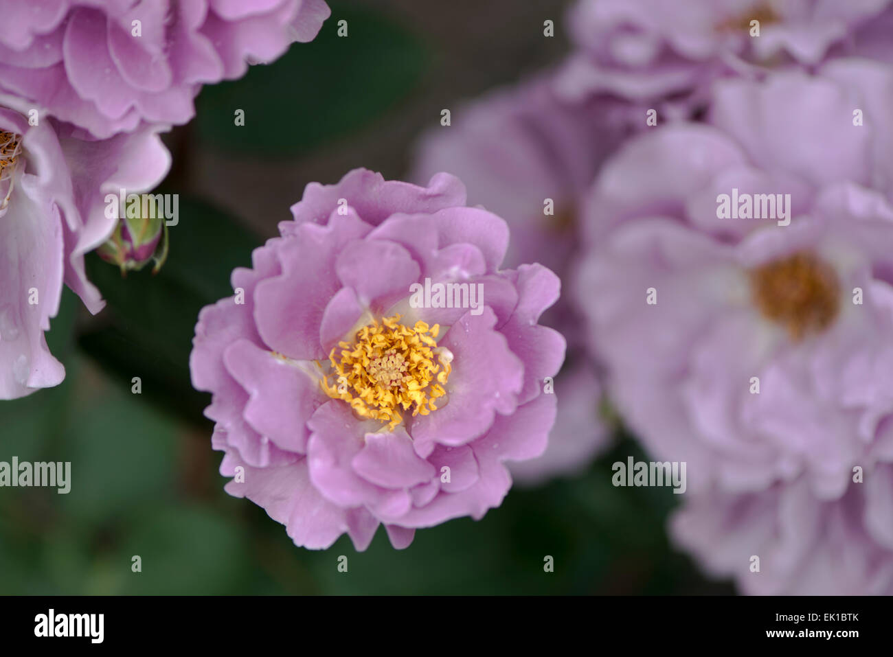 Twilight rose hi-res stock photography and images - Alamy