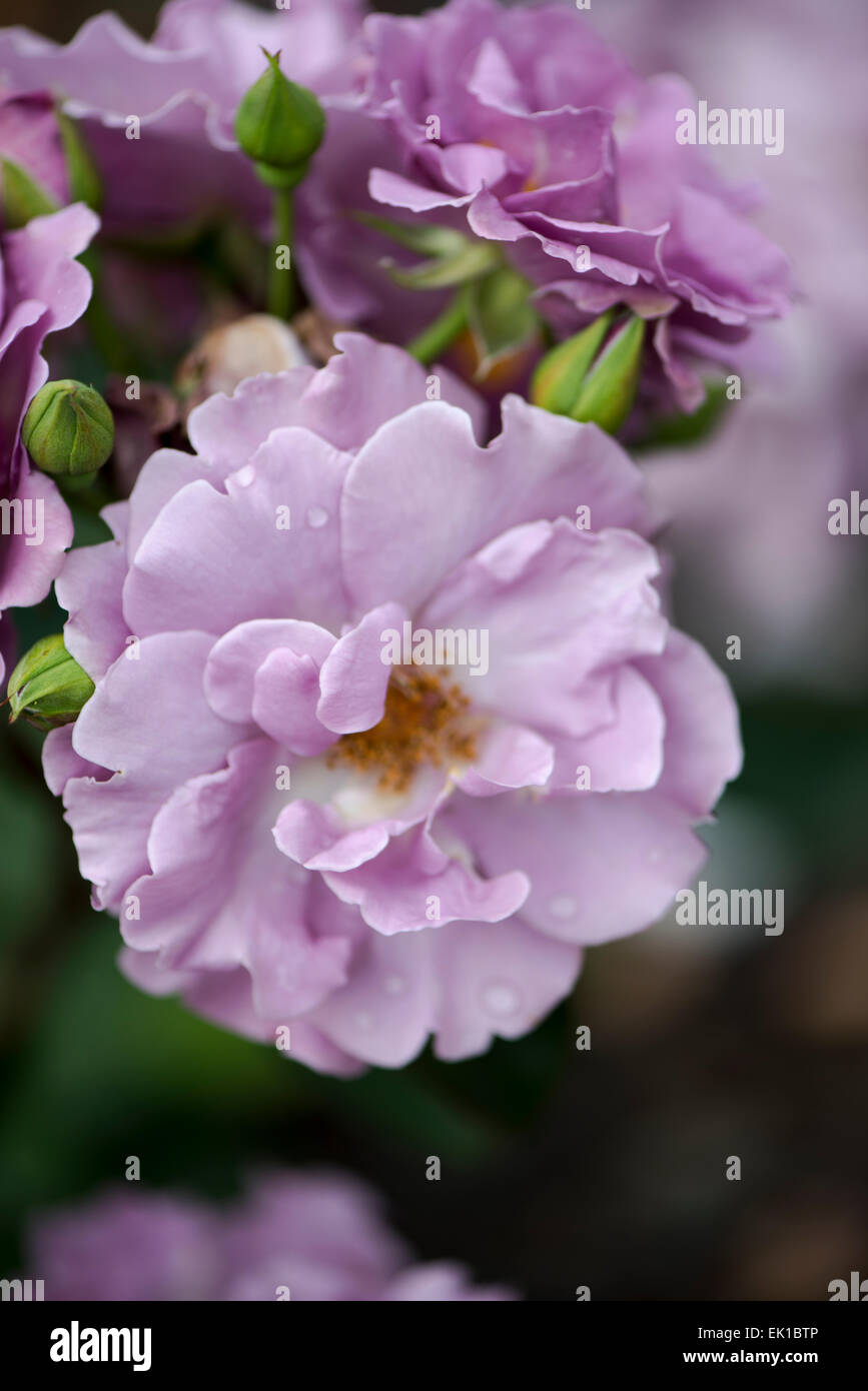 Twilight Rose High Resolution Stock Photography and Images - Alamy
