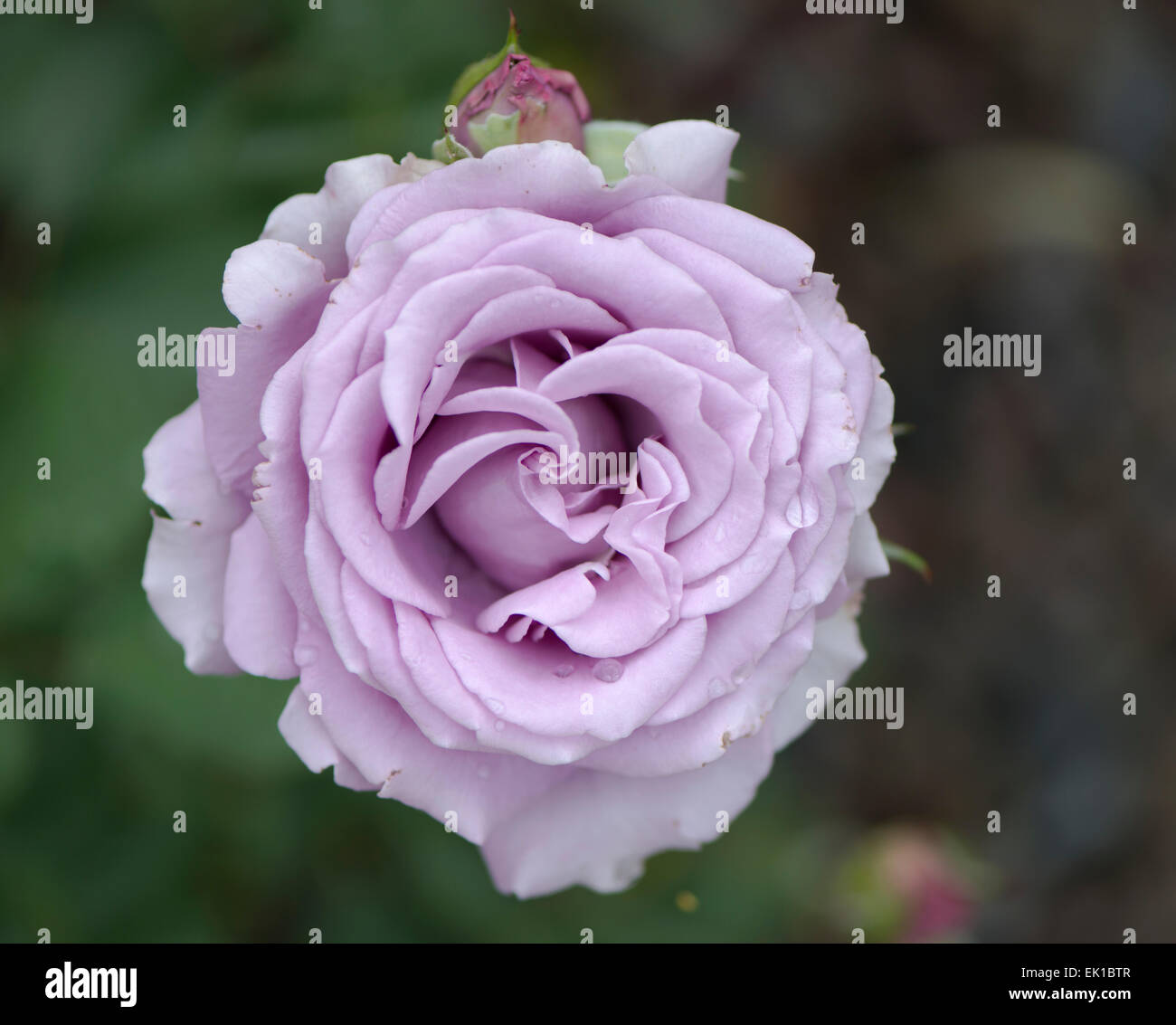 Lavender colored Japanese rose Sweet Moon Stock Photo - Alamy