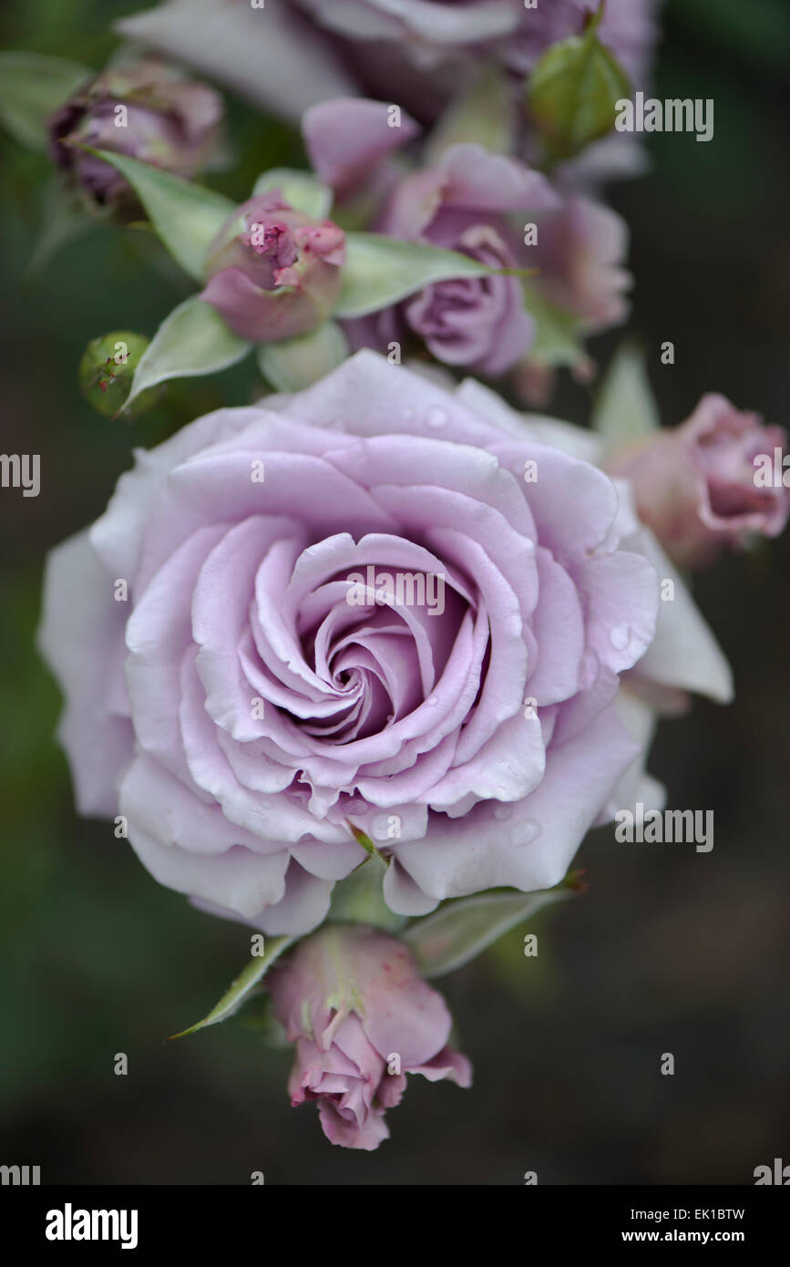 Japanese rose sweet moon hi-res stock photography and images - Alamy