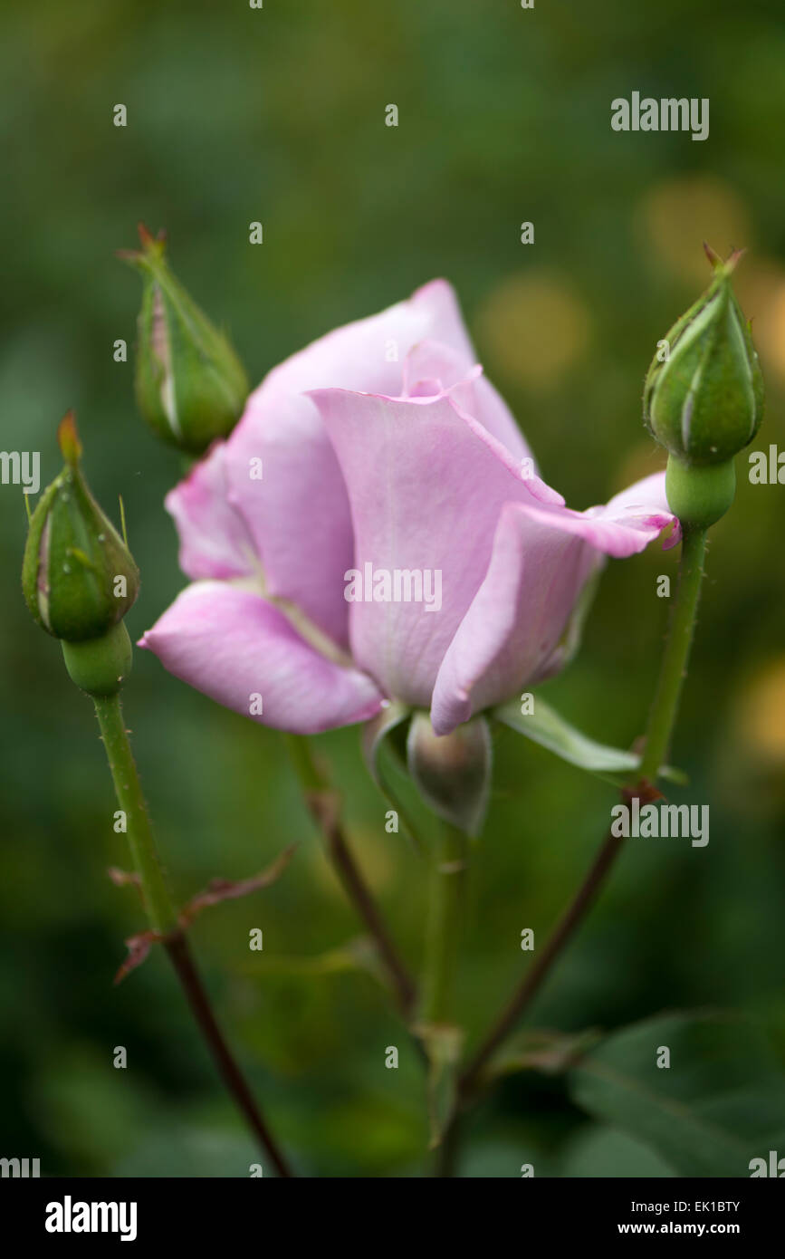 Lavender colored Japanese rose Madame Violet Stock Photo - Alamy