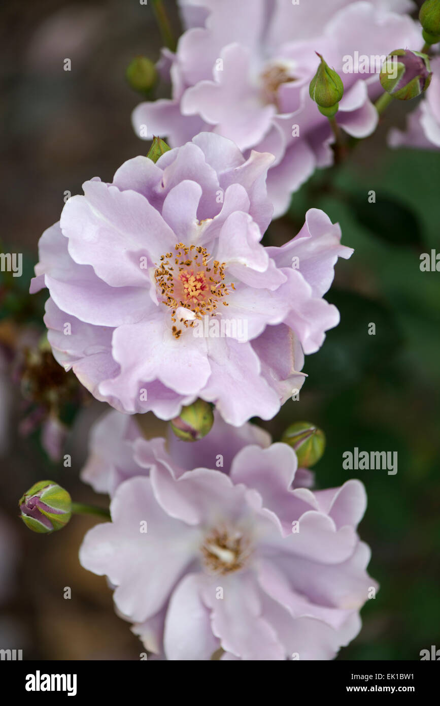 Murasaki hi-res stock photography and images - Alamy