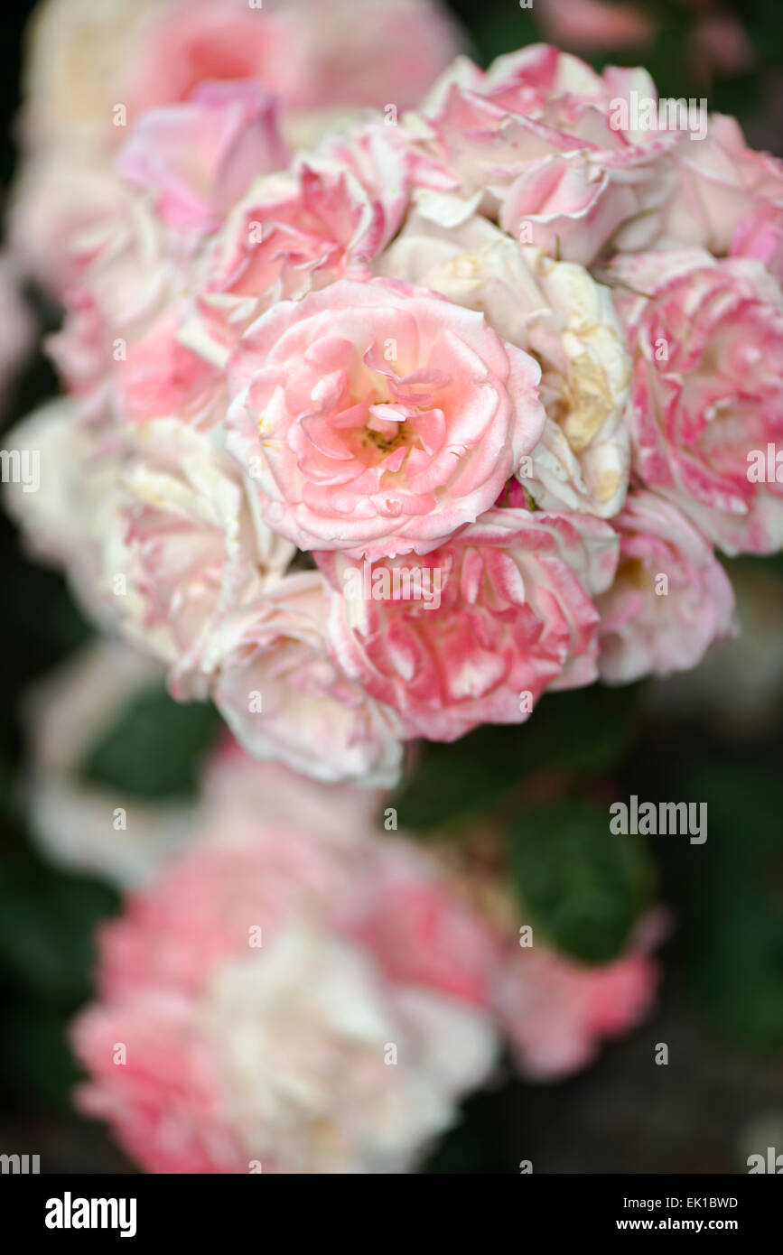 Rose sakura hi-res stock photography and images - Alamy