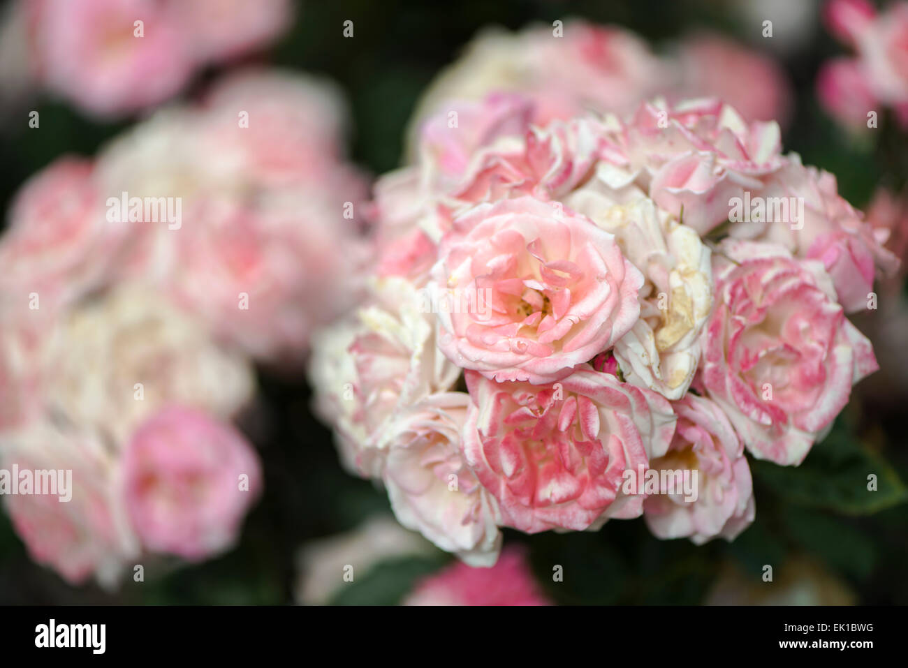 Rose Sakura High Resolution Stock Photography and Images - Alamy