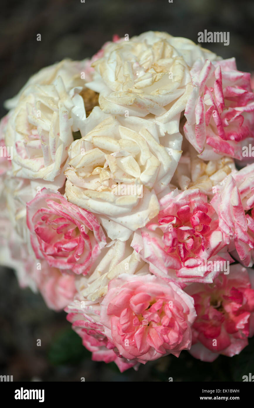 Rose Sakura High Resolution Stock Photography and Images - Alamy