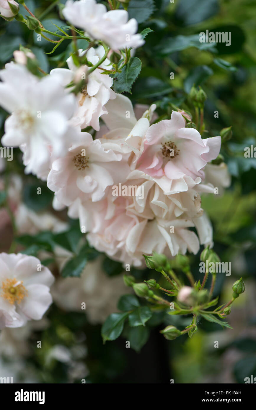 Blush colored Japanese rose Garasha Stock Photo - Alamy