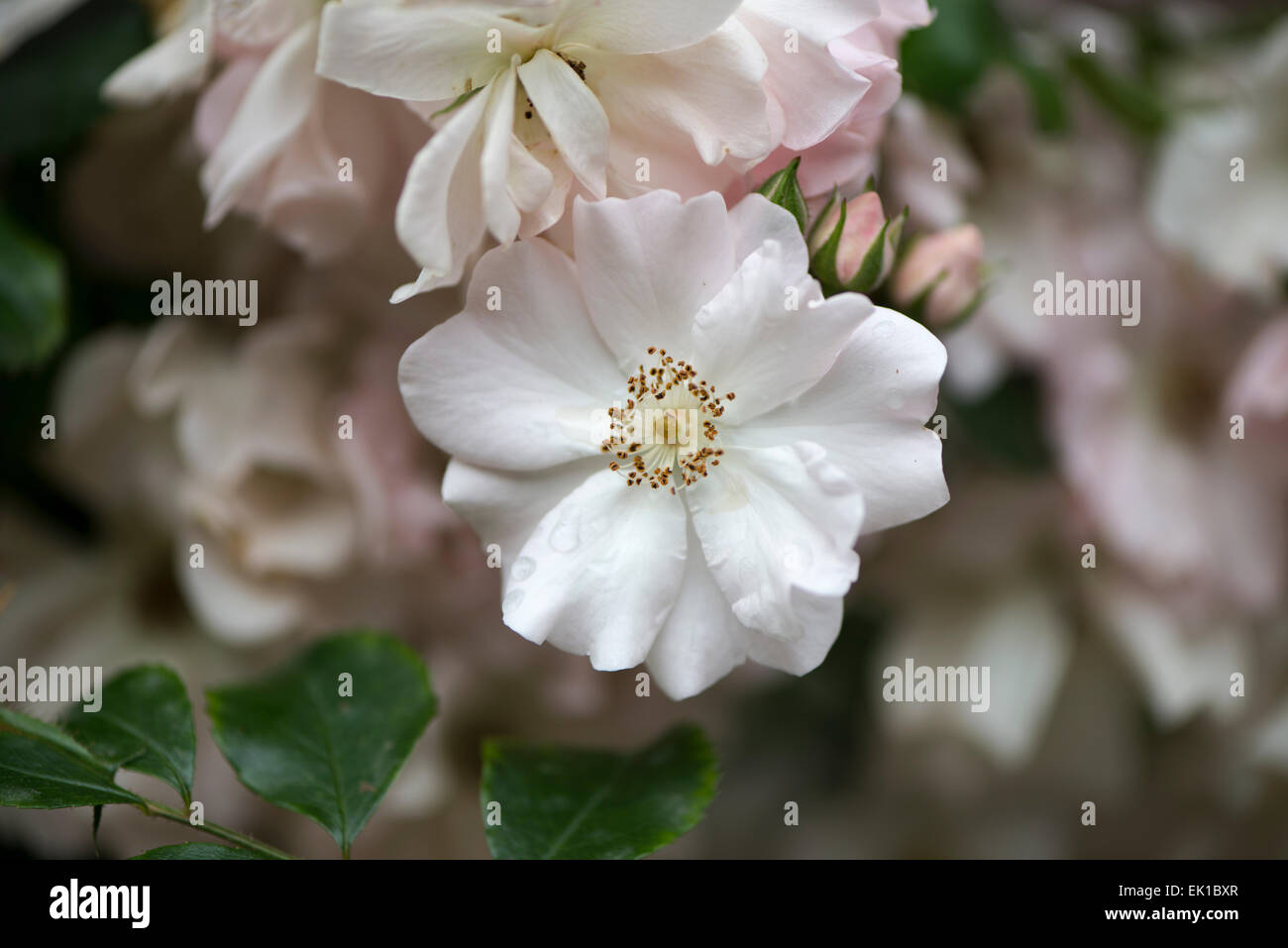 Blush colored Japanese rose Garasha Stock Photo - Alamy