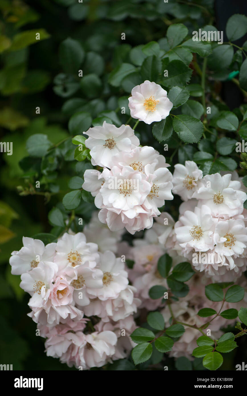 Garasha hi-res stock photography and images - Alamy