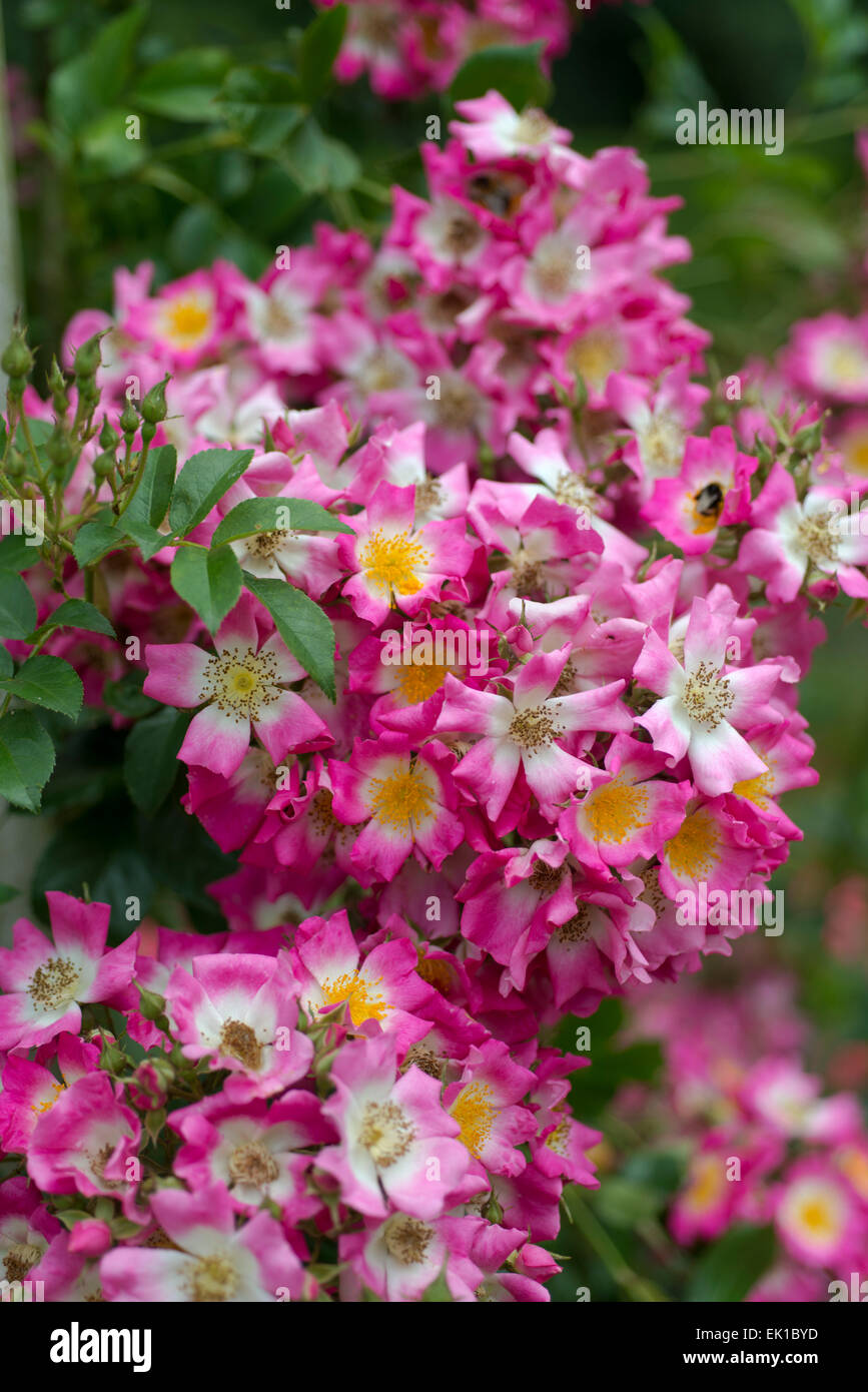 Marcel Vossen Rose High Resolution Stock Photography and Images - Alamy