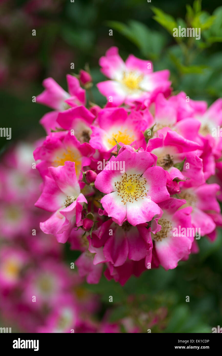 Pink rosa Marcel Vossen Stock Photo - Alamy