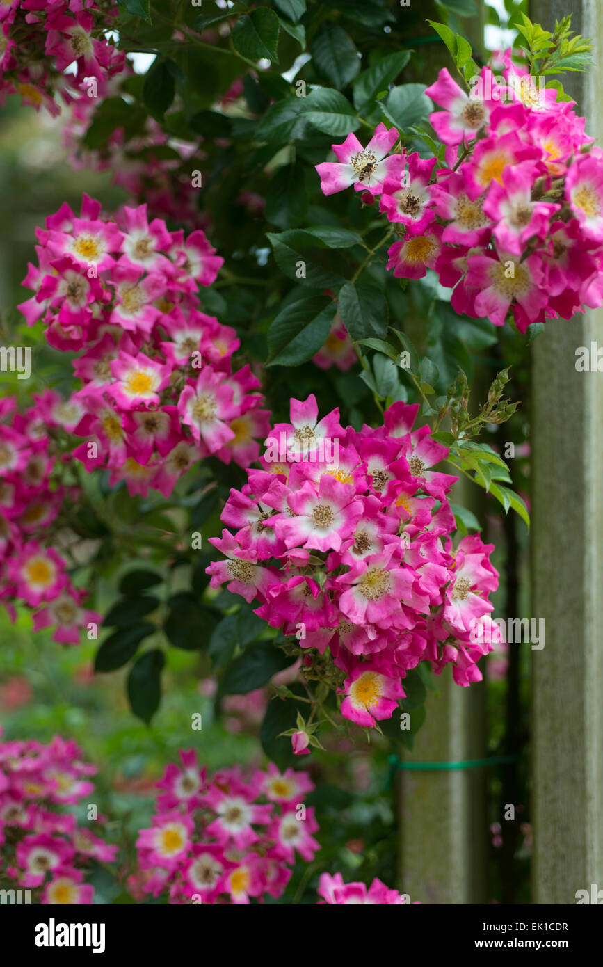 Marcel Vossen Rose High Resolution Stock Photography and Images - Alamy