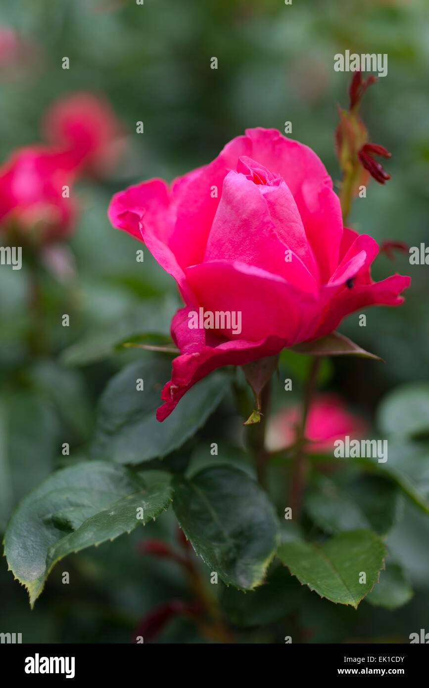 Hot pink Rosa Cherry Lady Stock Photo - Alamy