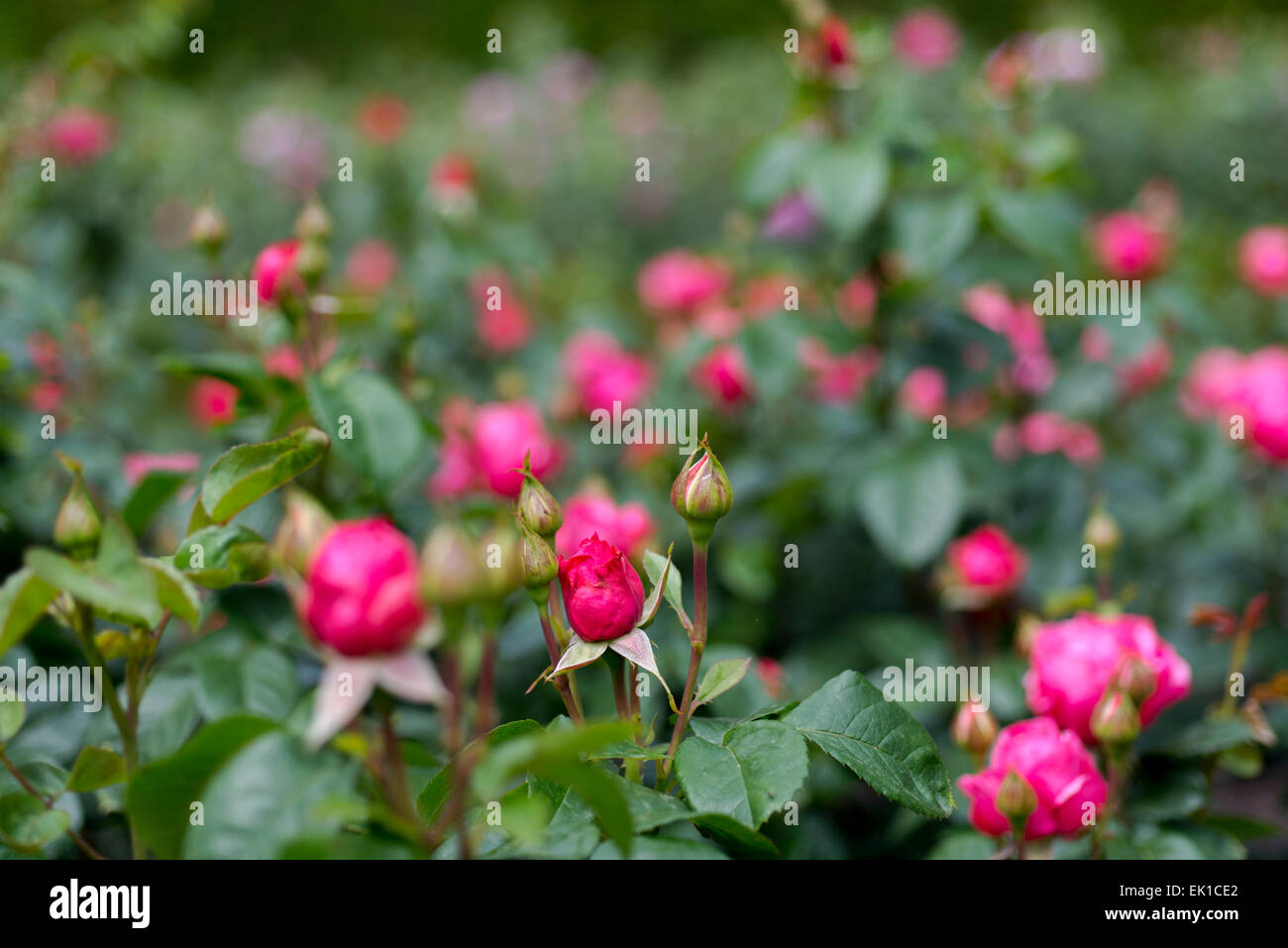 Cherry lady rosa hi-res stock photography and images - Alamy