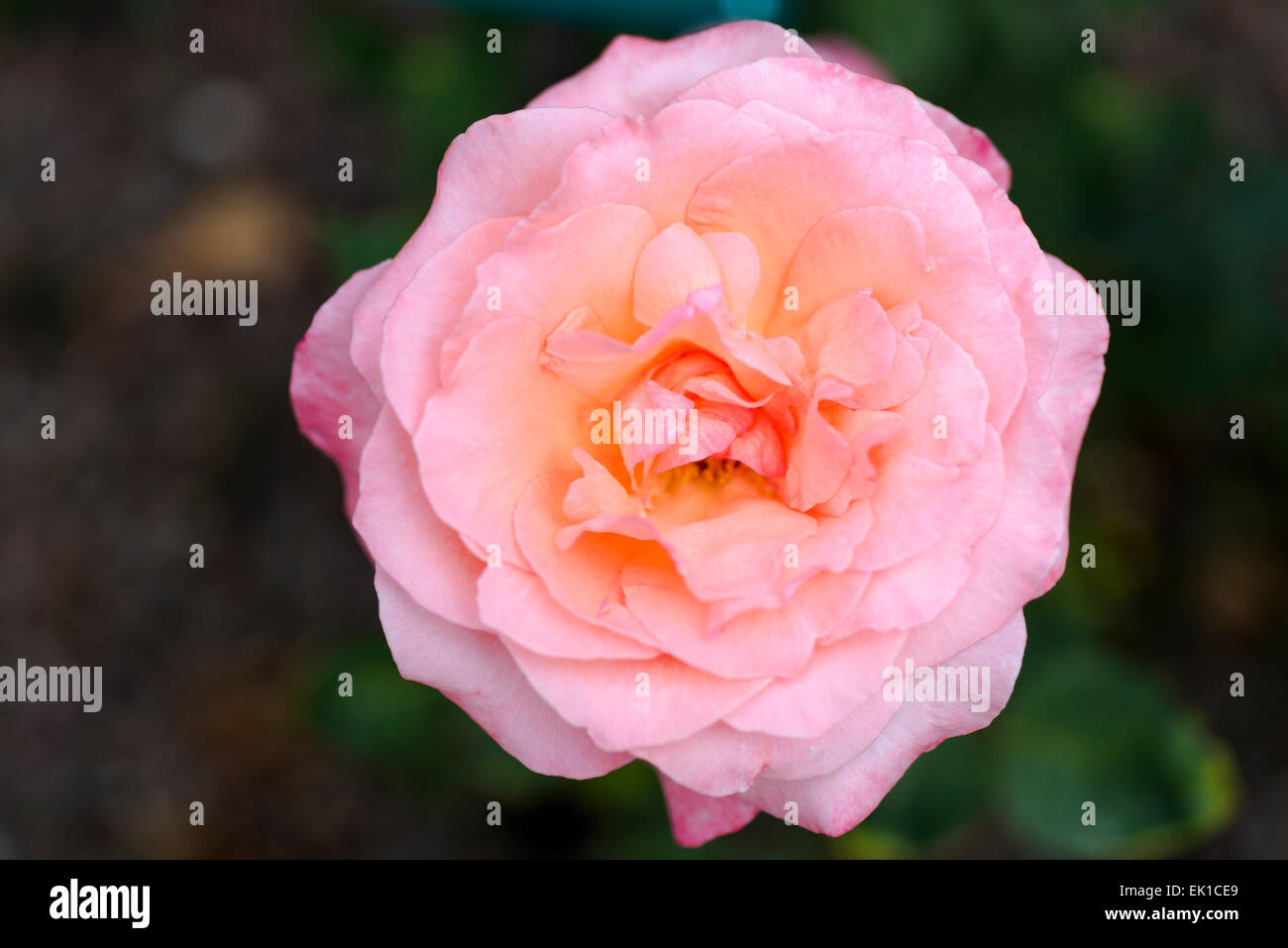 Rosa Sweet Love Stock Photo - Alamy