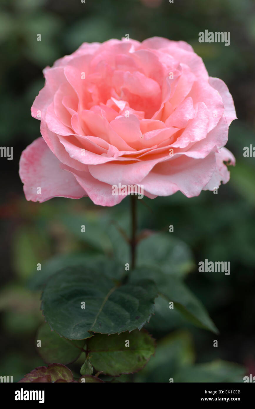 Rosa Sweet Love Stock Photo - Alamy