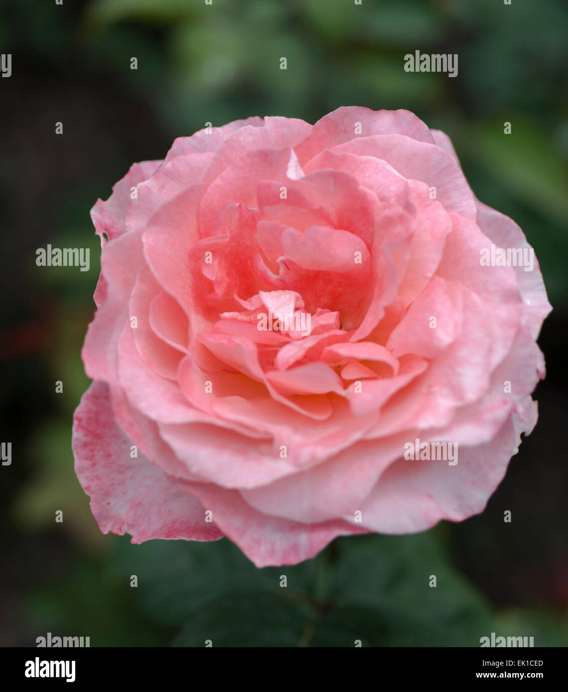 Rosa Sweet Love Stock Photo - Alamy