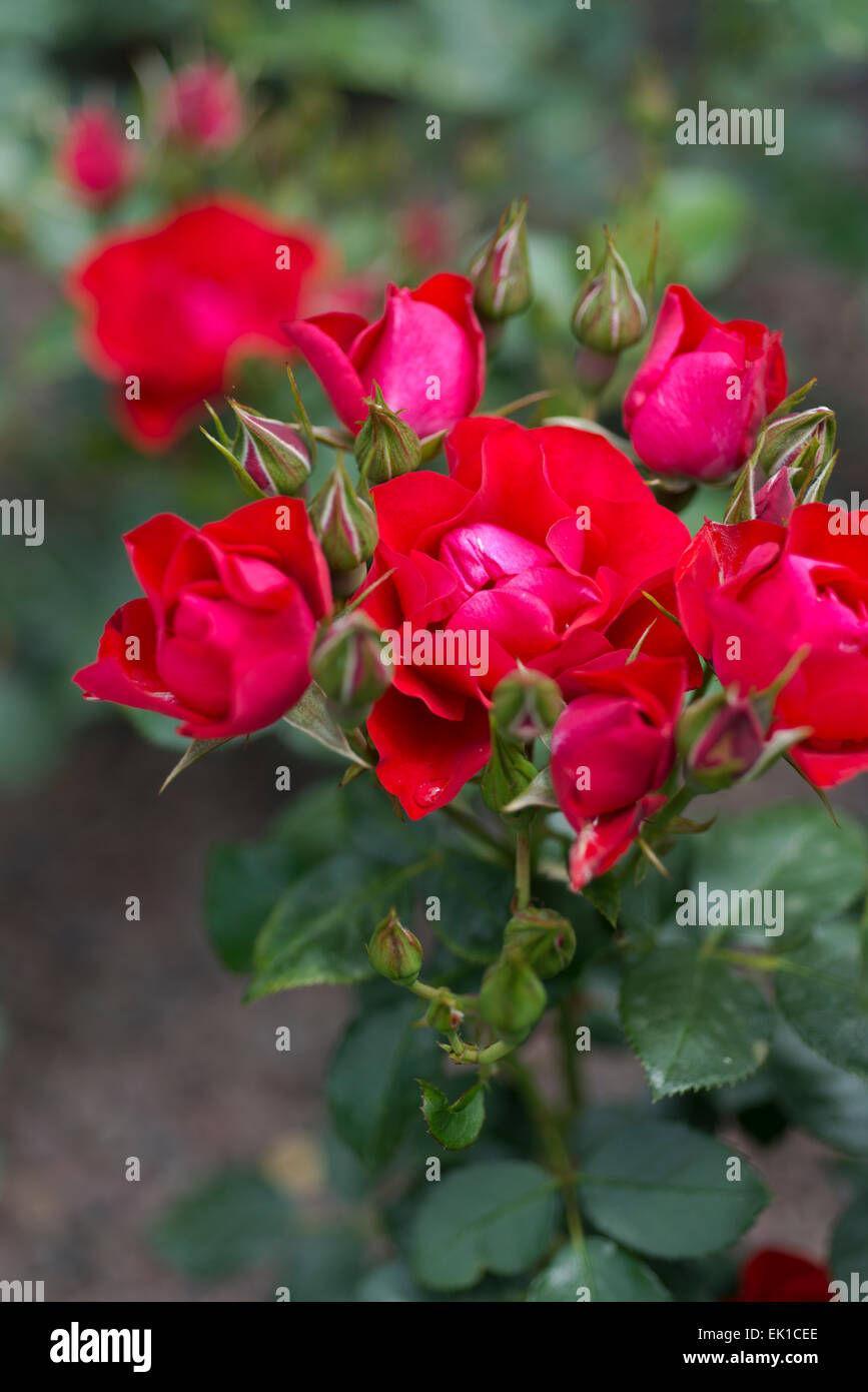 Black forest rose hi-res stock photography and images - Alamy
