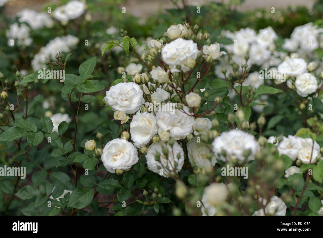 White rose Midsummersnow Stock Photo - Alamy