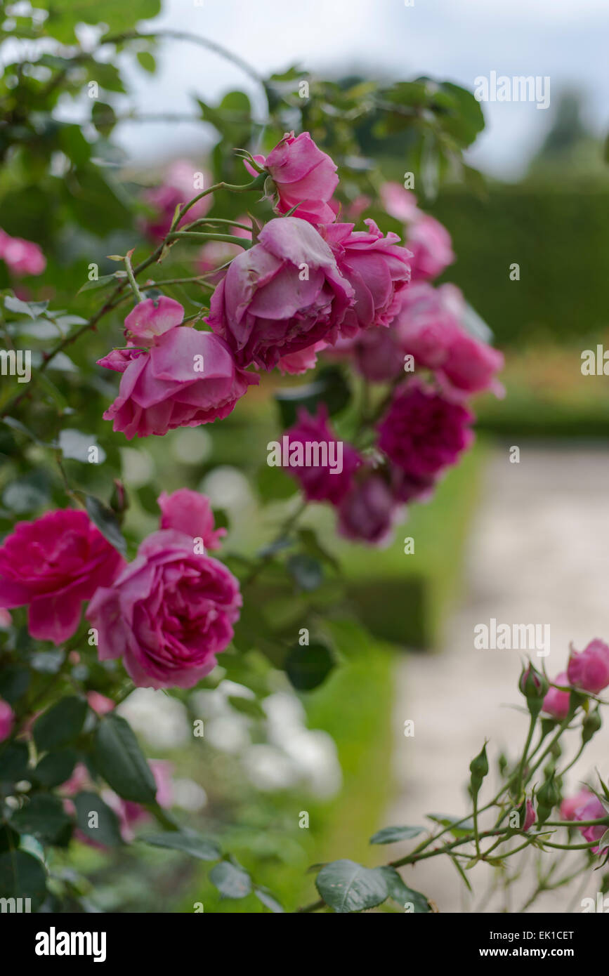 Rosa Pink Cloud Stock Photo - Alamy