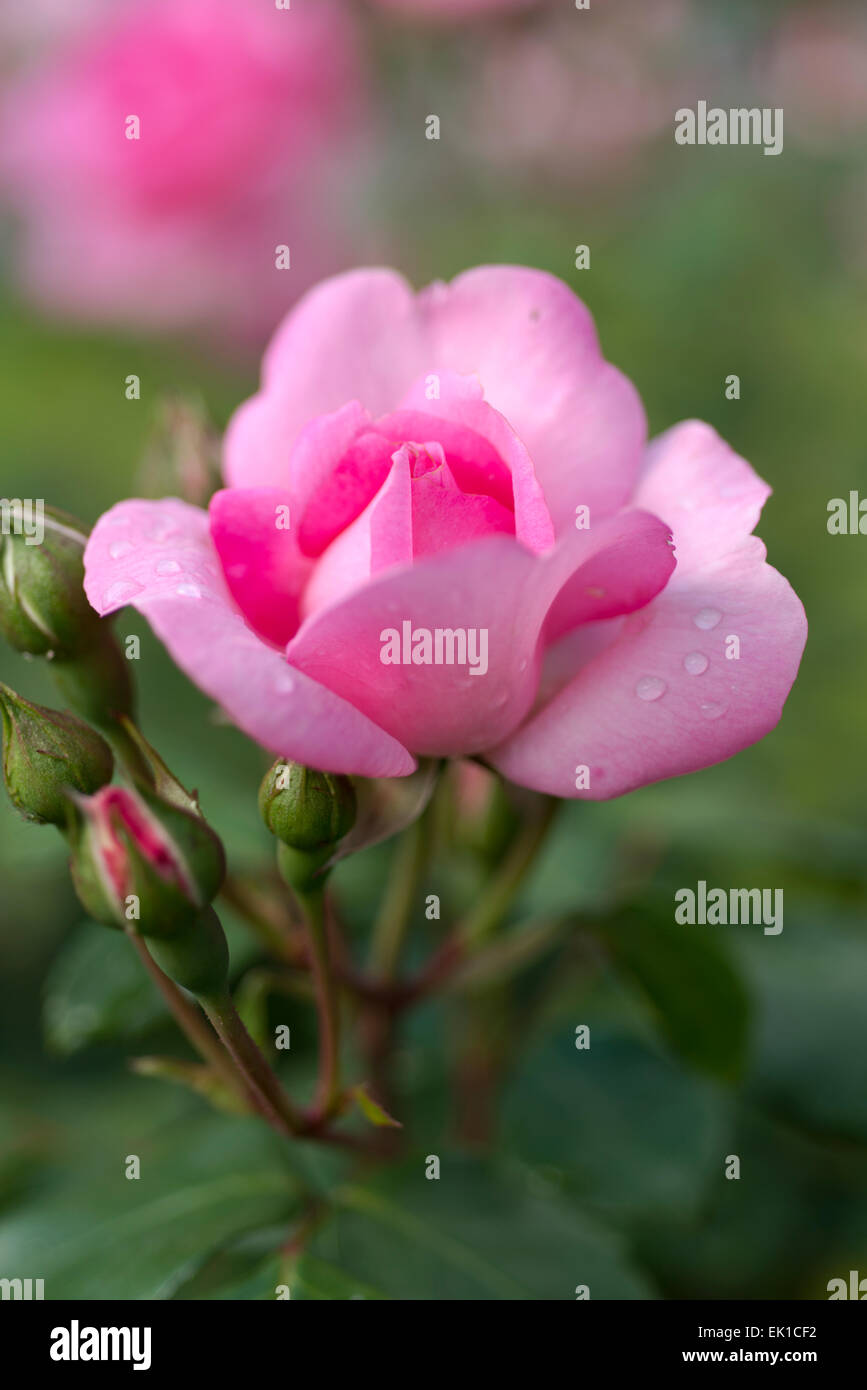 Pink rosa Centenaire de Lourdes, Delbard Chabert rose Stock Photo - Alamy