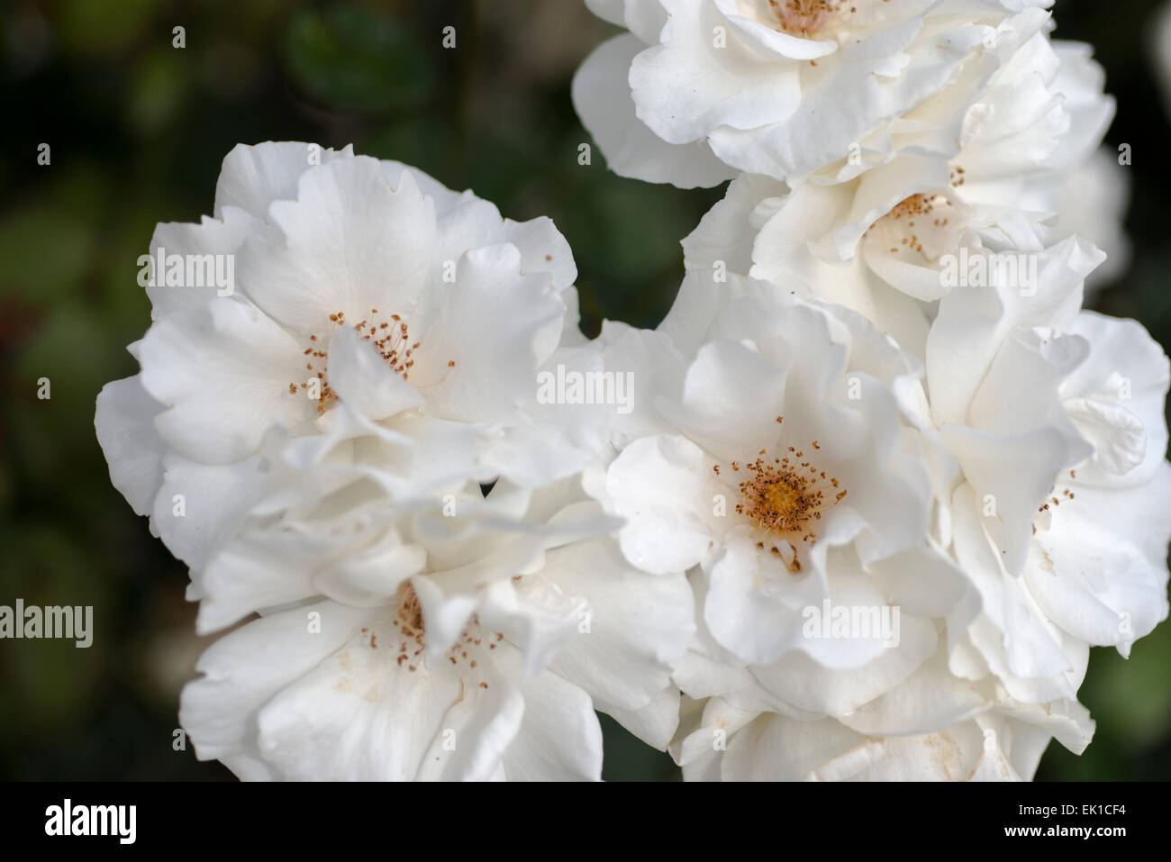 Rosa Maria Mathilda Stock Photo - Alamy