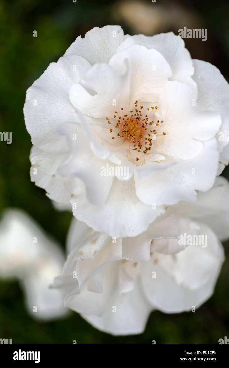 Maria mathilda hi-res stock photography and images - Alamy