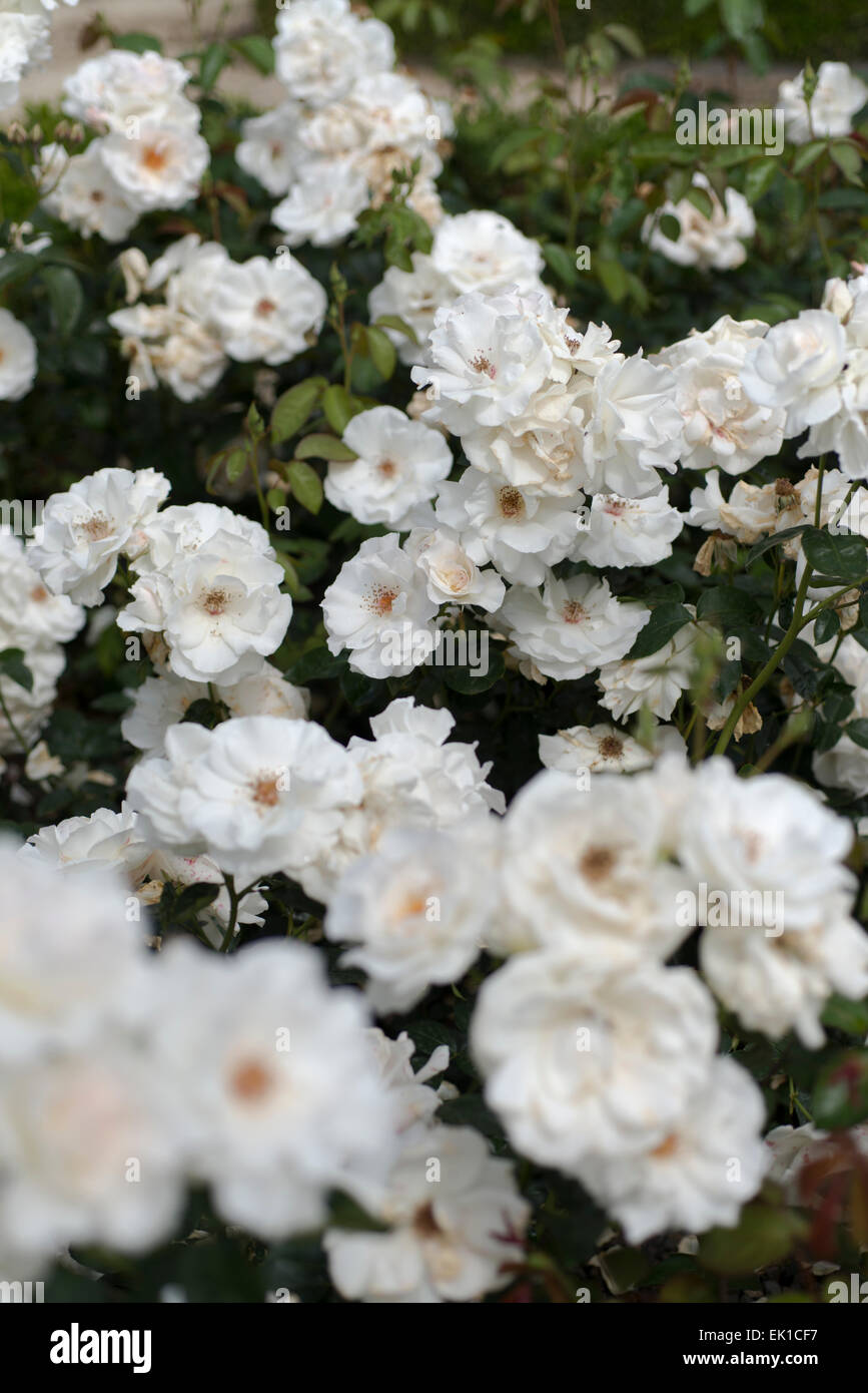 Rosa maria mathilda hi-res stock photography and images - Alamy