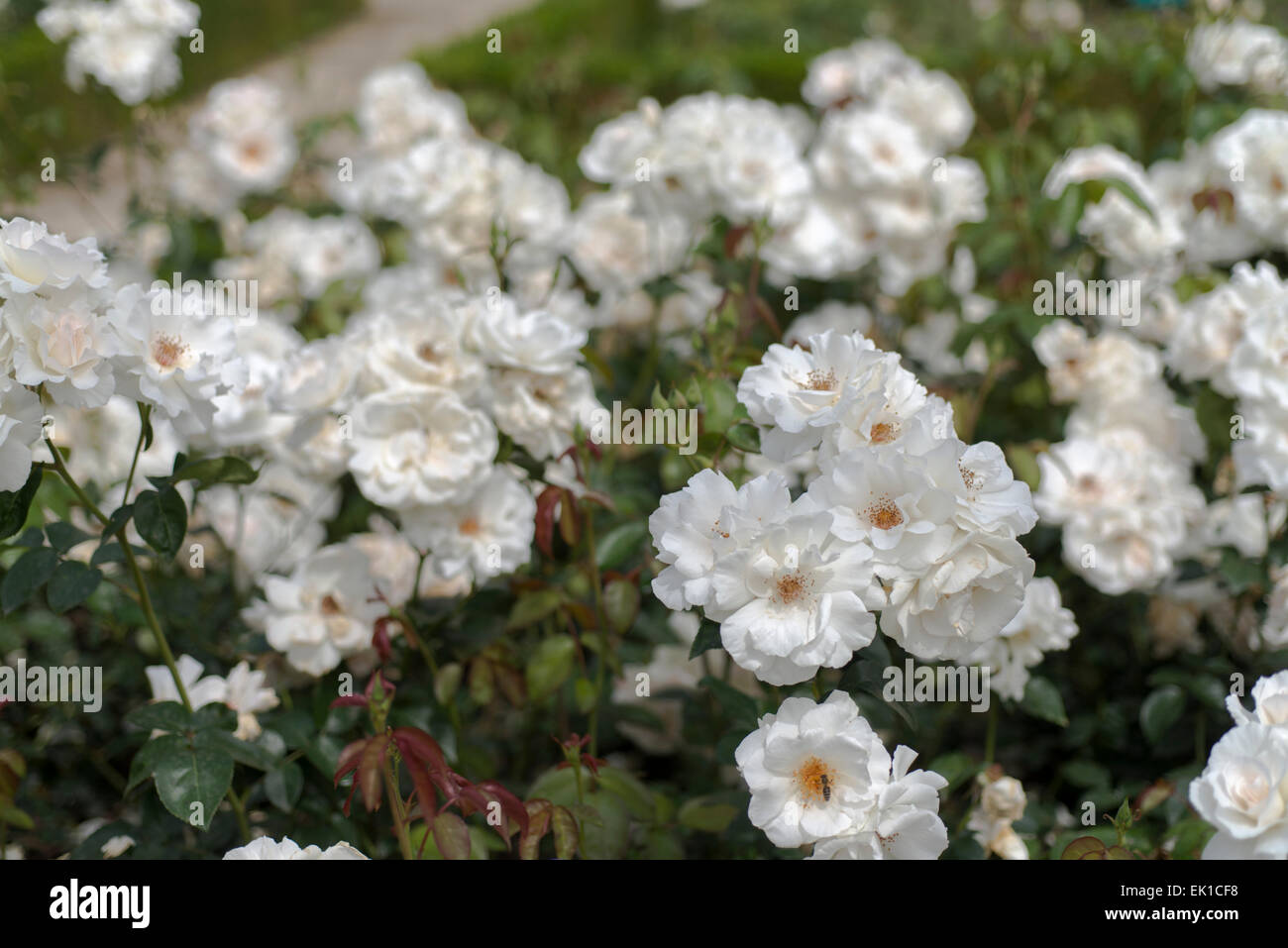 Rosa Maria Mathilda Stock Photo - Alamy
