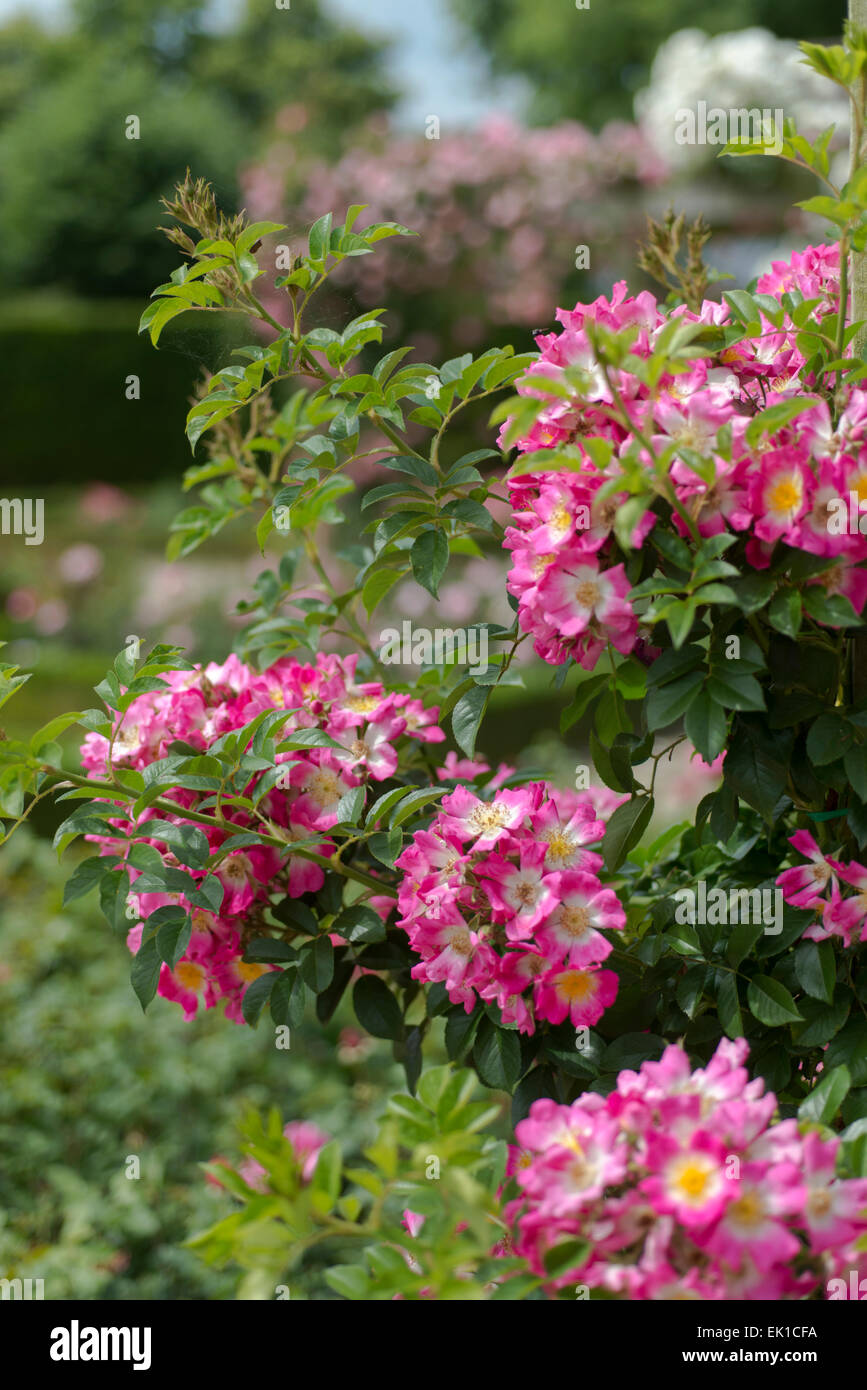 Pink rosa Marcel Vossen Stock Photo - Alamy