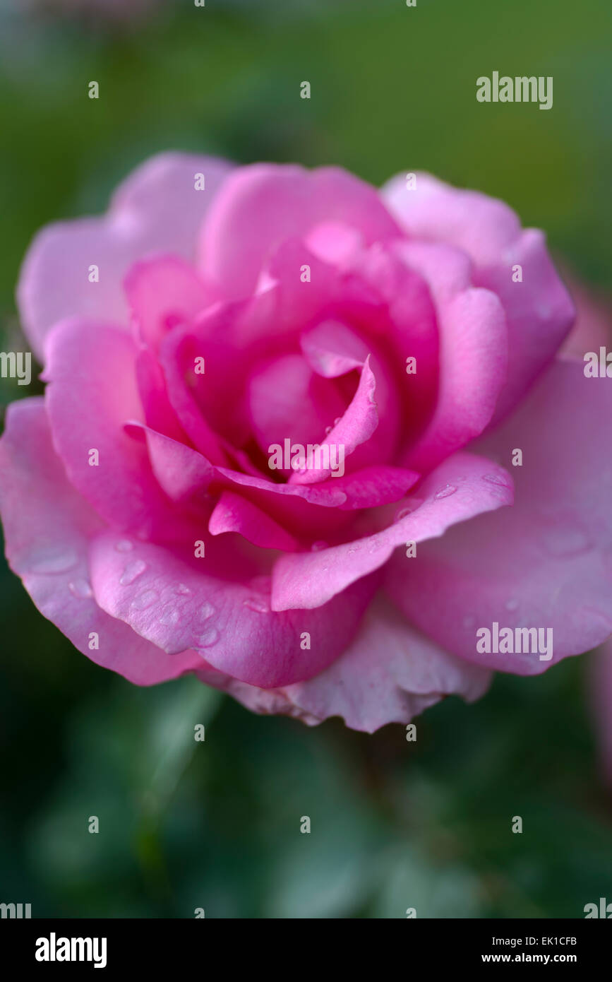 Delbard High Resolution Stock Photography and Images - Alamy