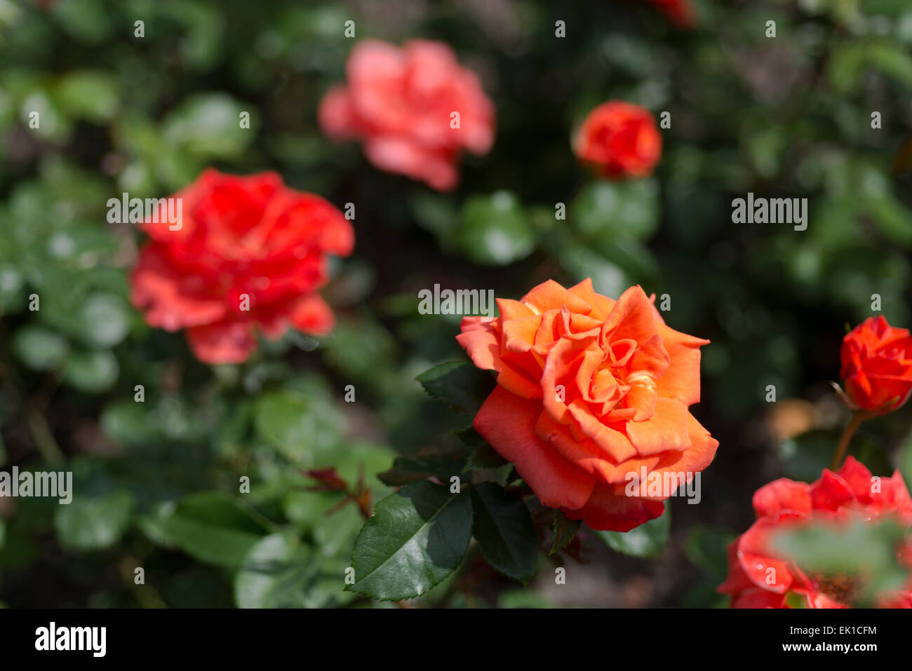 Rose and poppy hi-res stock photography and images - Alamy