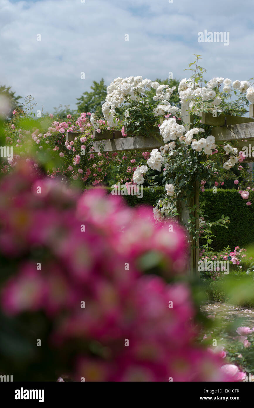 Marcel vossen rose hi-res stock photography and images - Alamy