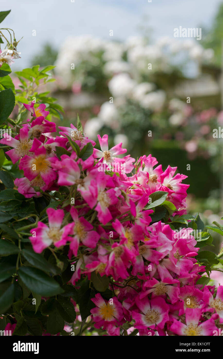 Vossen hi-res stock photography and images - Alamy